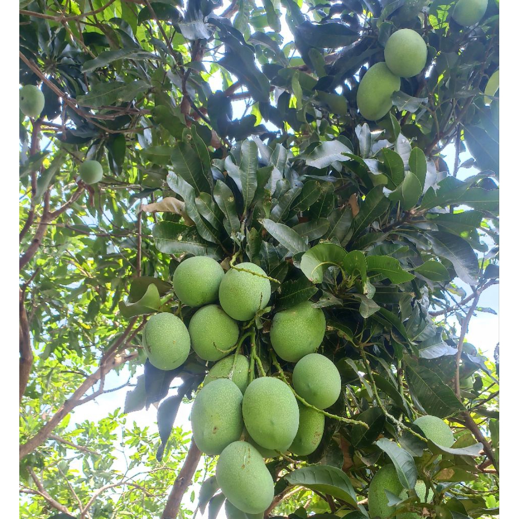 Jual mangga madu | Shopee Indonesia