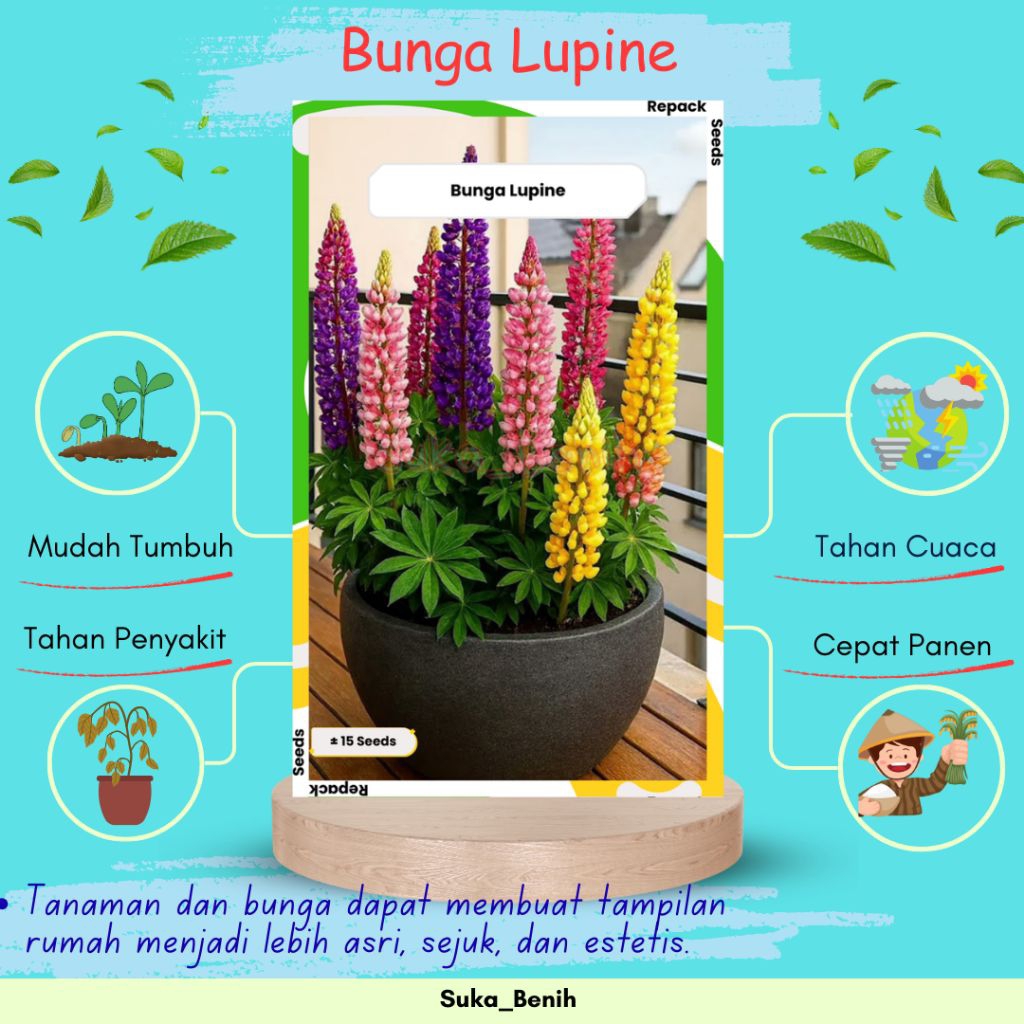 Jual Benih/Bibit Bunga Lupine Isi 15 Biji – Tanaman Hias Cantik Warna ...