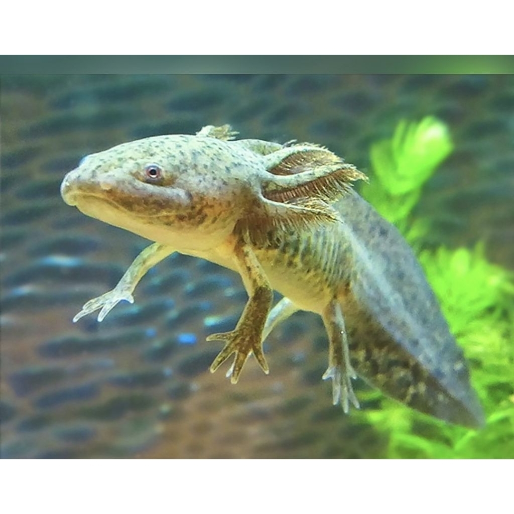 Jual ikan axolotl marble atau salamander air untuk aquarium dan ...