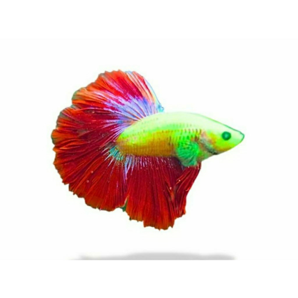Jual Cupang Neon/hulk mata ijo halfmoon/plakt motif warna kirim random ...