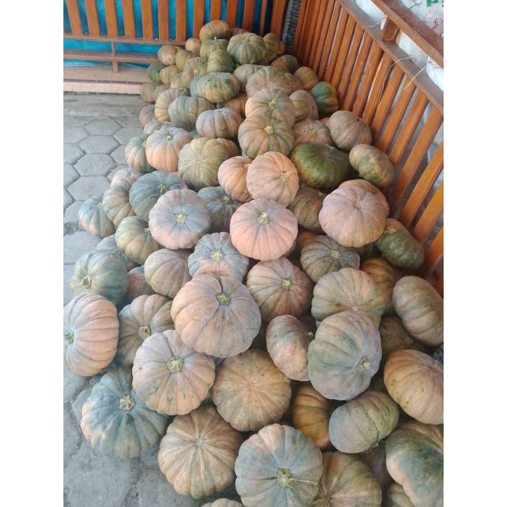 Jual labu manis punel tebel -+ 2 kg | Shopee Indonesia