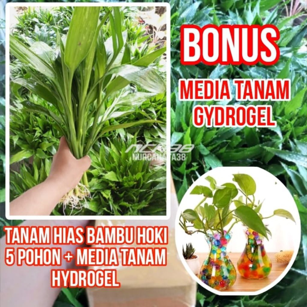 Jual Bambu hoki sudah berakar dan rimbun Bambu hoki 5 Pohon BAMBU HOKI ...