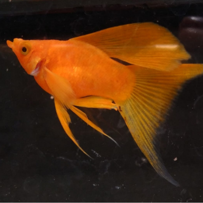 Jual IKAN HIAS MOLLY MOLI SUNKIS SUNKIST / molly kuning - moli oren ...