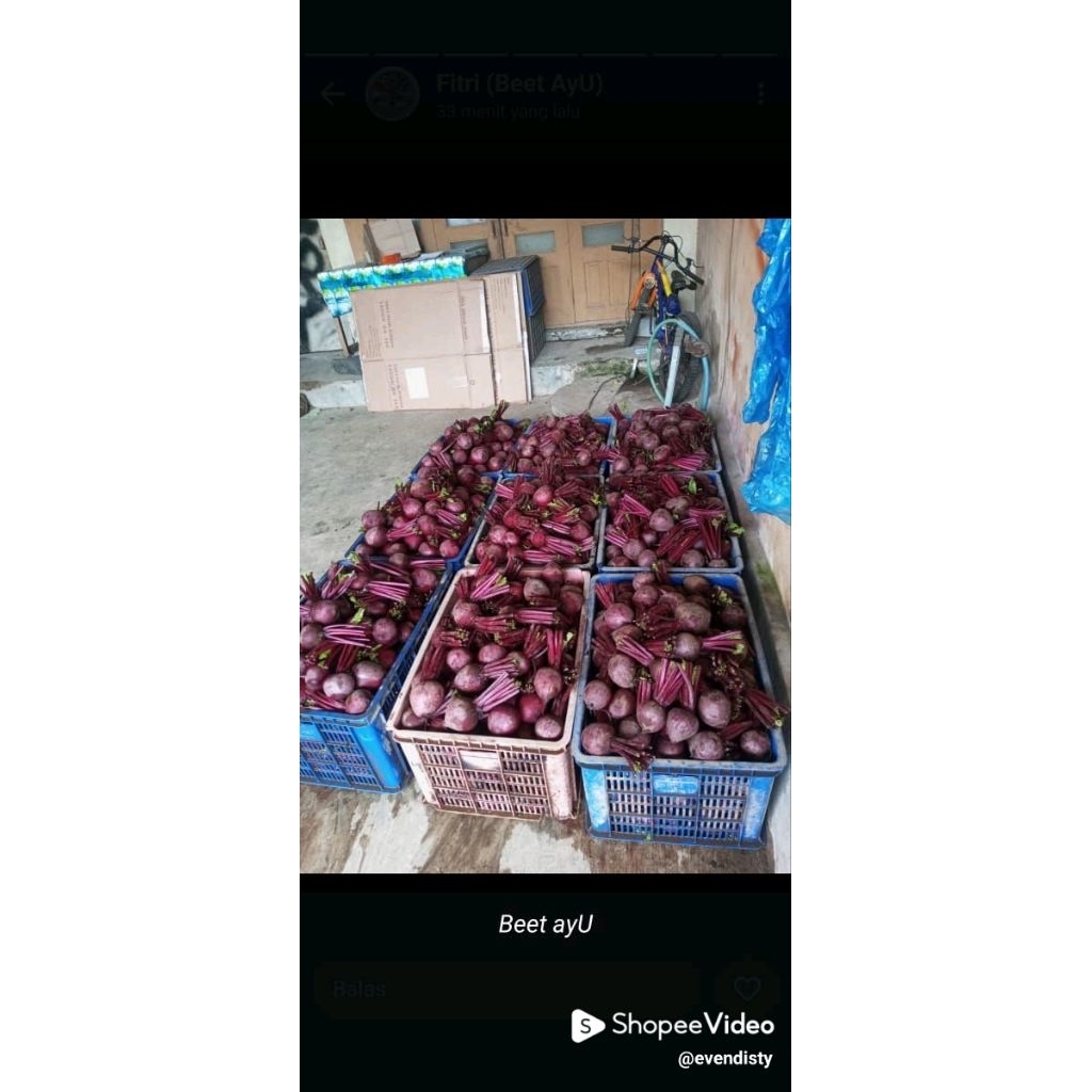 Jual Buah bit/beet root segar dari petani 1 kg | Shopee Indonesia