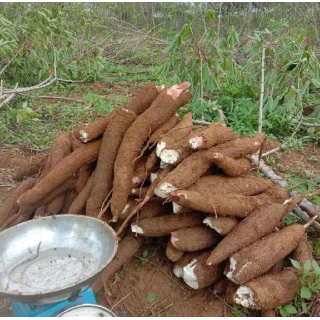 Jual UMBO SINGKONG 500 GRAM 100% ORGANIK FRESH SEGAR | Shopee Indonesia