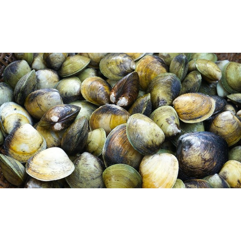 Jual Kerang Totok Jimbaran 1 Kilo | Shopee Indonesia