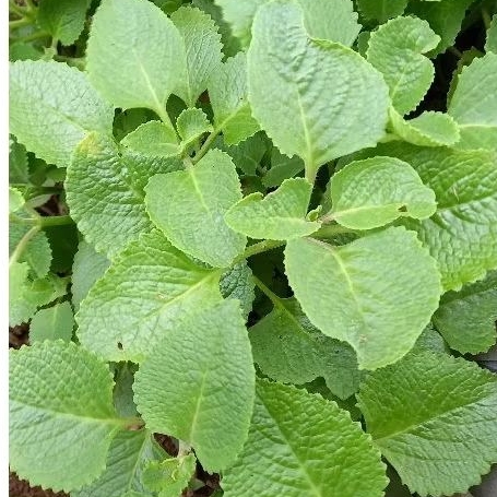 Jual DAUN JINTEN SEGAR/ DIPETIK SAAT ORDERAN MASUK/ 50 LEMBAR/OBAT ...