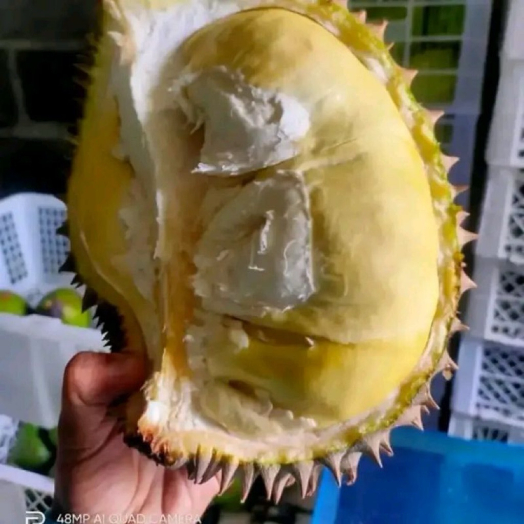 Jual Promo!! durian montong bawor 500 gram full daging tebal biji kecil ...