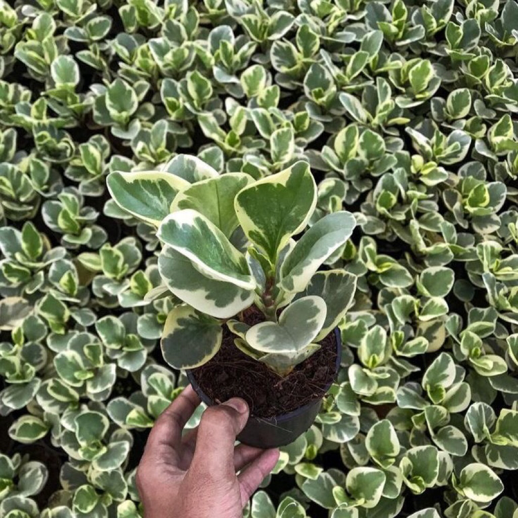 Jual Tanaman Hias Teplan Varigata Tanaman Hias Peperomia Varigata ...