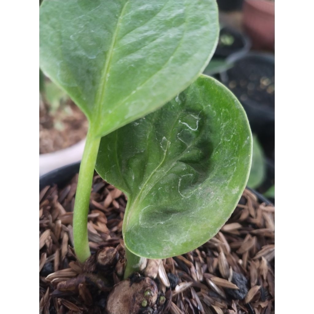 Jual anthurium mangkok granpa bonggol ( tunas banyak) | Shopee Indonesia