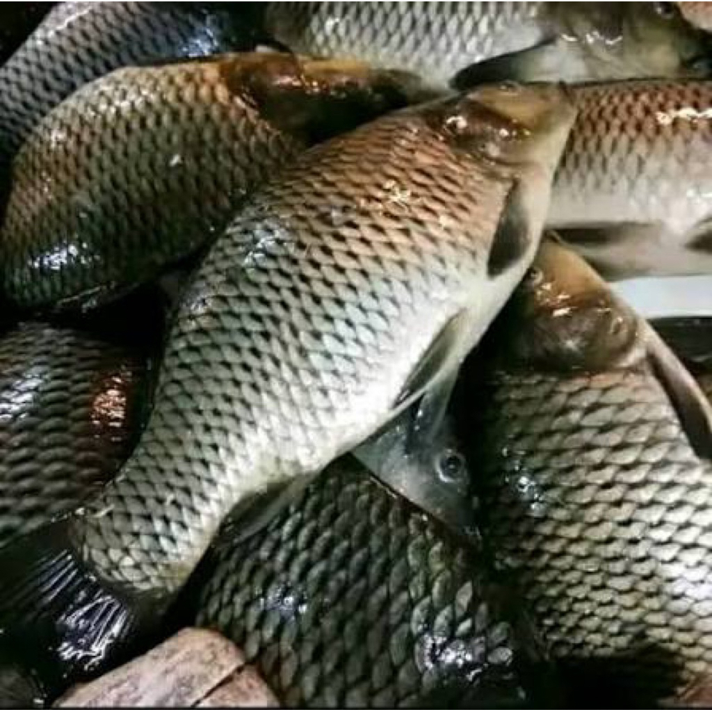 Jual Ikan mas asli subang 1 kg fresh Bandung | Shopee Indonesia