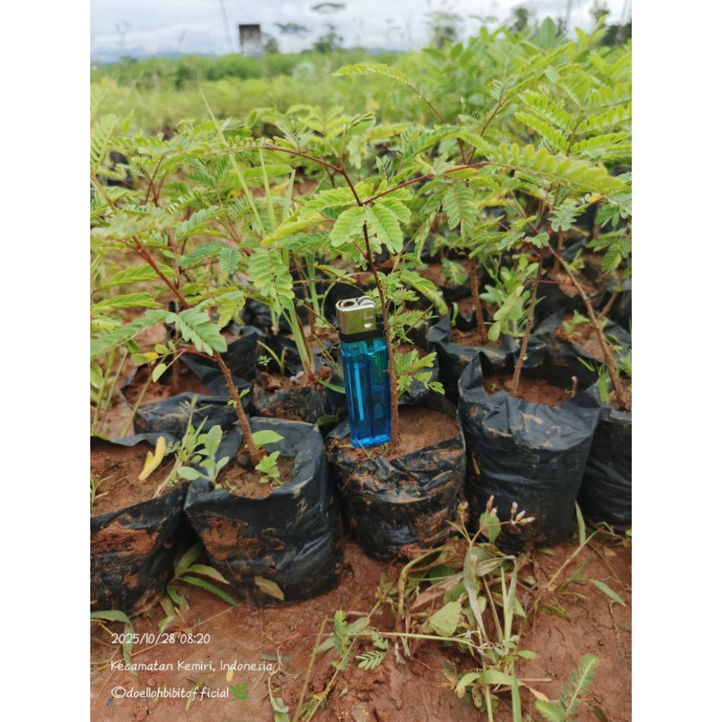 Jual Bibit Lamtoro Gung Pakan Ternak Unggulan Penahan Erosi | Shopee ...