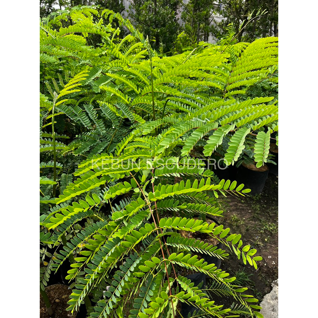 Jual Pakis Brazil - Tanaman Hias Solobium Tinggi 1 Meter - Tanaman ...