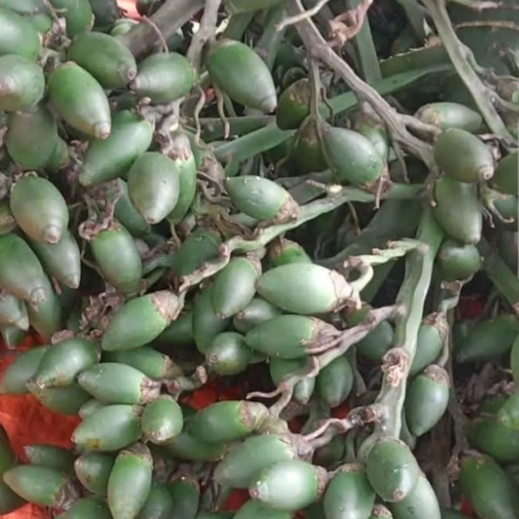 Jual penambah napu makan buah pinang muda segar utuh 500gram | Shopee ...