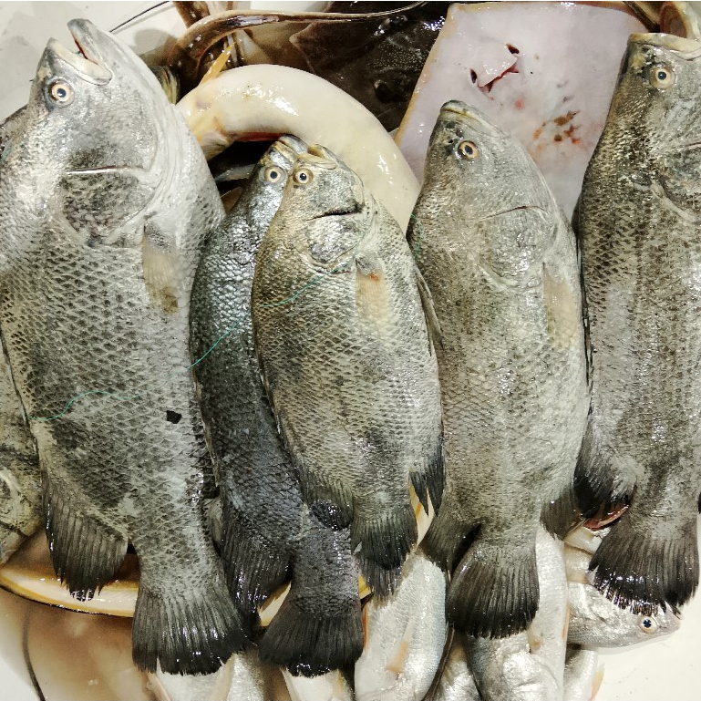 Jual Ikan Kakap 1Kg Ikan Kakap Hitam Segar Black Snnaper Seafood Ikan ...