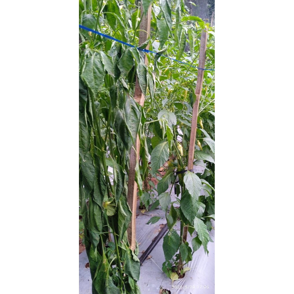 Jual SOLUSI AJAIB !! GMN Trichoderma Cornu Damae Isi 1kg | Shopee Indonesia