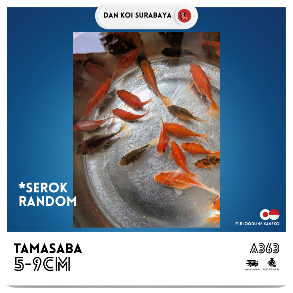 Jual Ikan Tamasaba F1 Bloodline Kaneko Kode A363 (Serok Random ...