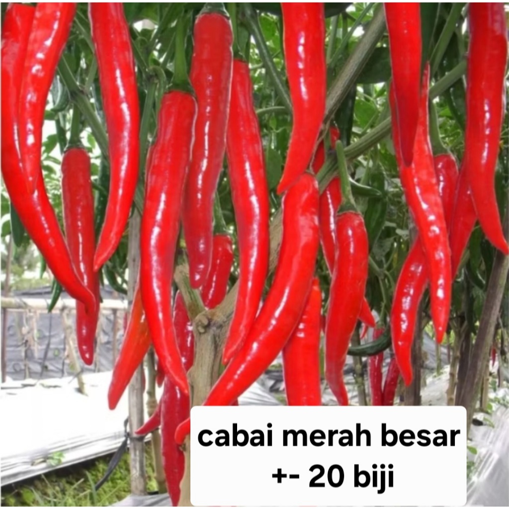 Jual CABE MERAH BESAR 20 Biji / Benih / bibit ( CABE MERAH BESAR ...