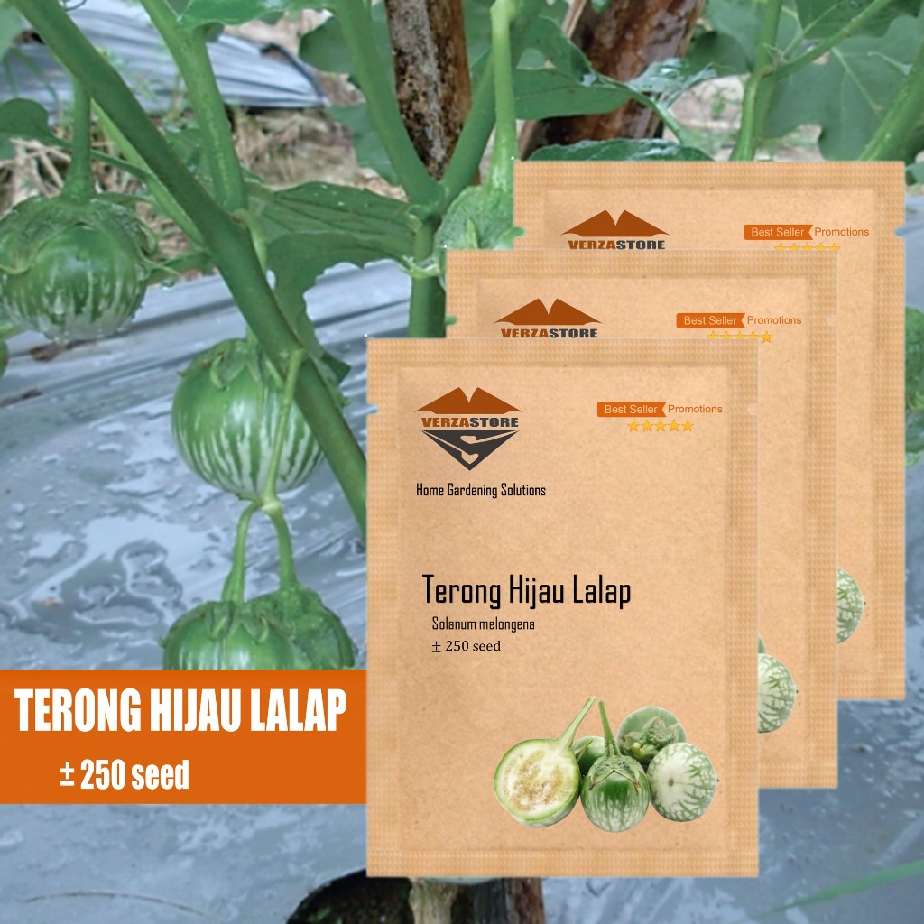 Jual ±250 Biji - Benih Terong Hijau Lalap Unggul | Shopee Indonesia