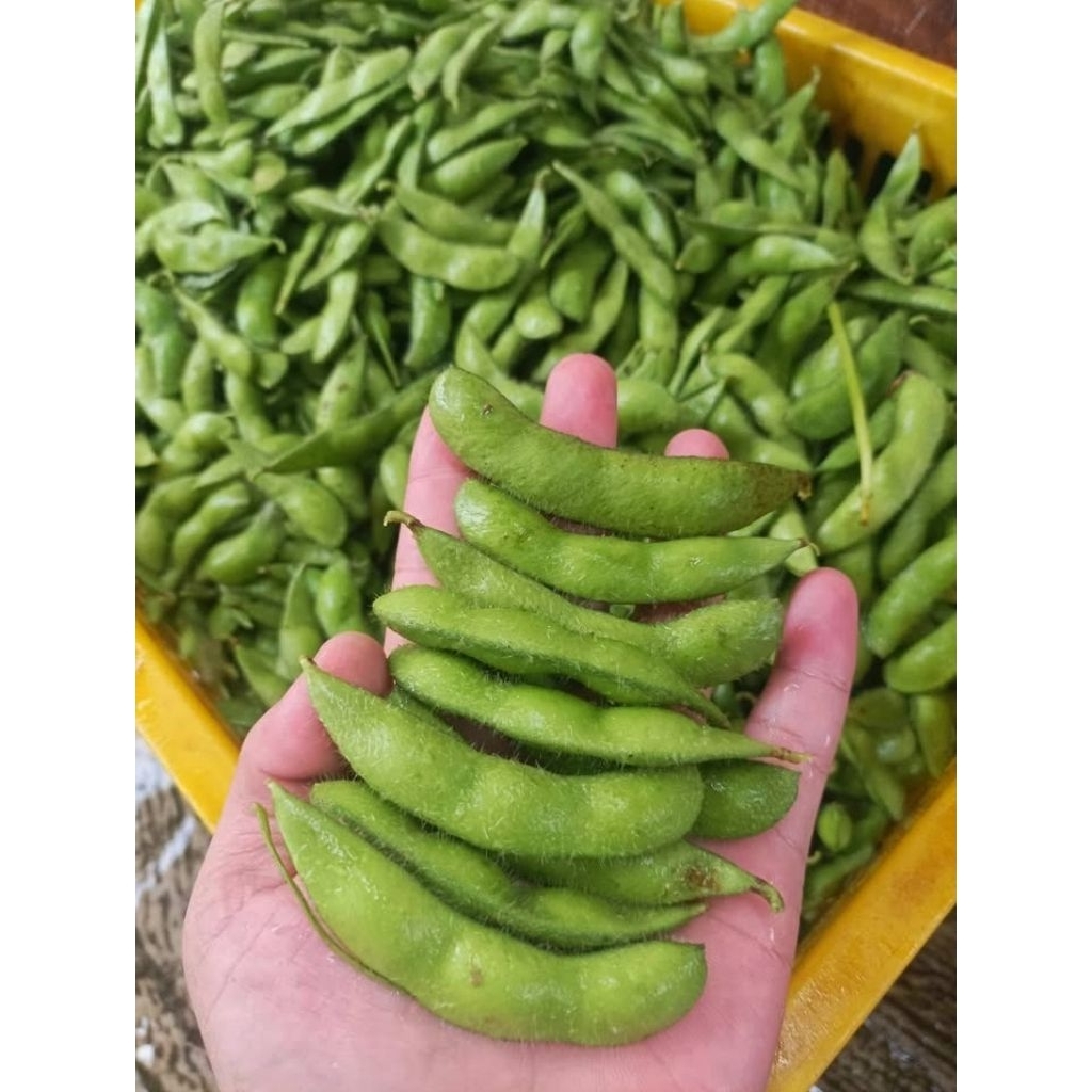 Jual Edamame Super Fresh Asli Puncak 1kg | Shopee Indonesia