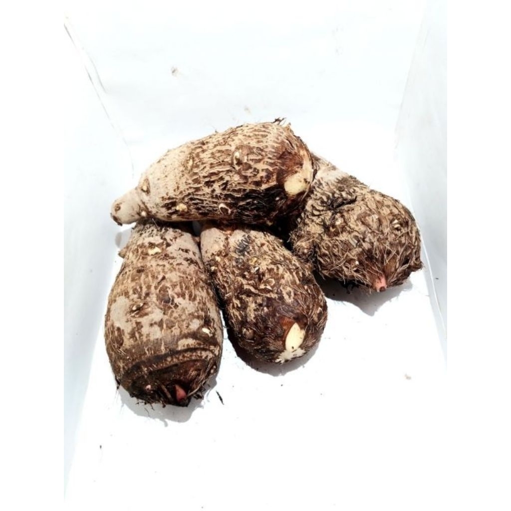 Jual Umbi ENTIK / Talas Kimpul 1 Kg Umbi Talas Pulen Berkualitas ...