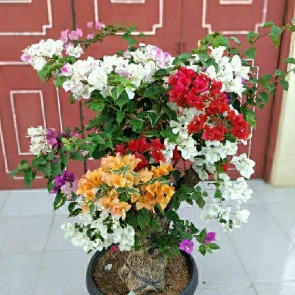 Jual BOUGENVILLE BUNGA KERTAS 3 WARNA ORIGINAL - TANAMAN HIAS BUGENVIL ...