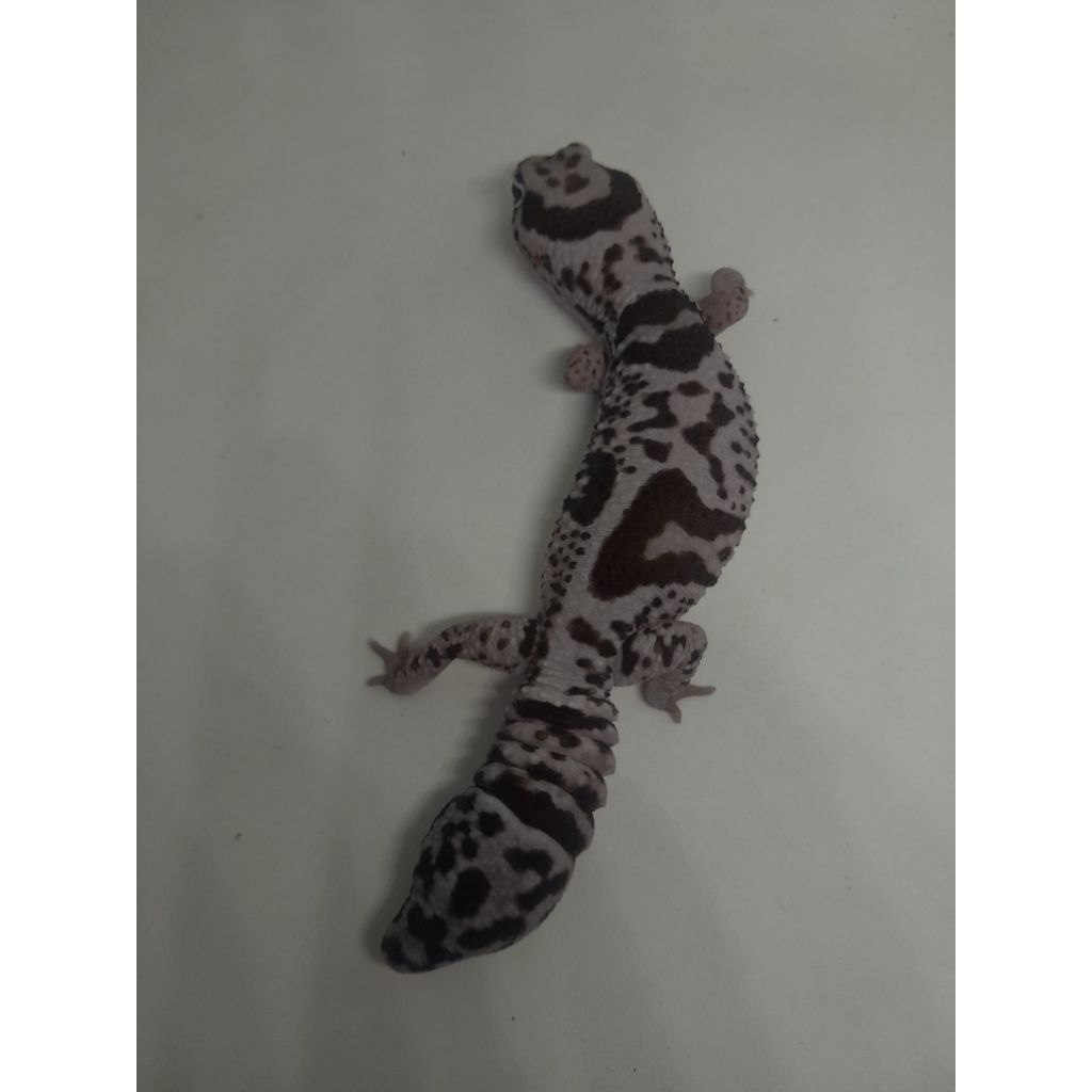 Jual african fat tailed gecko | Shopee Indonesia