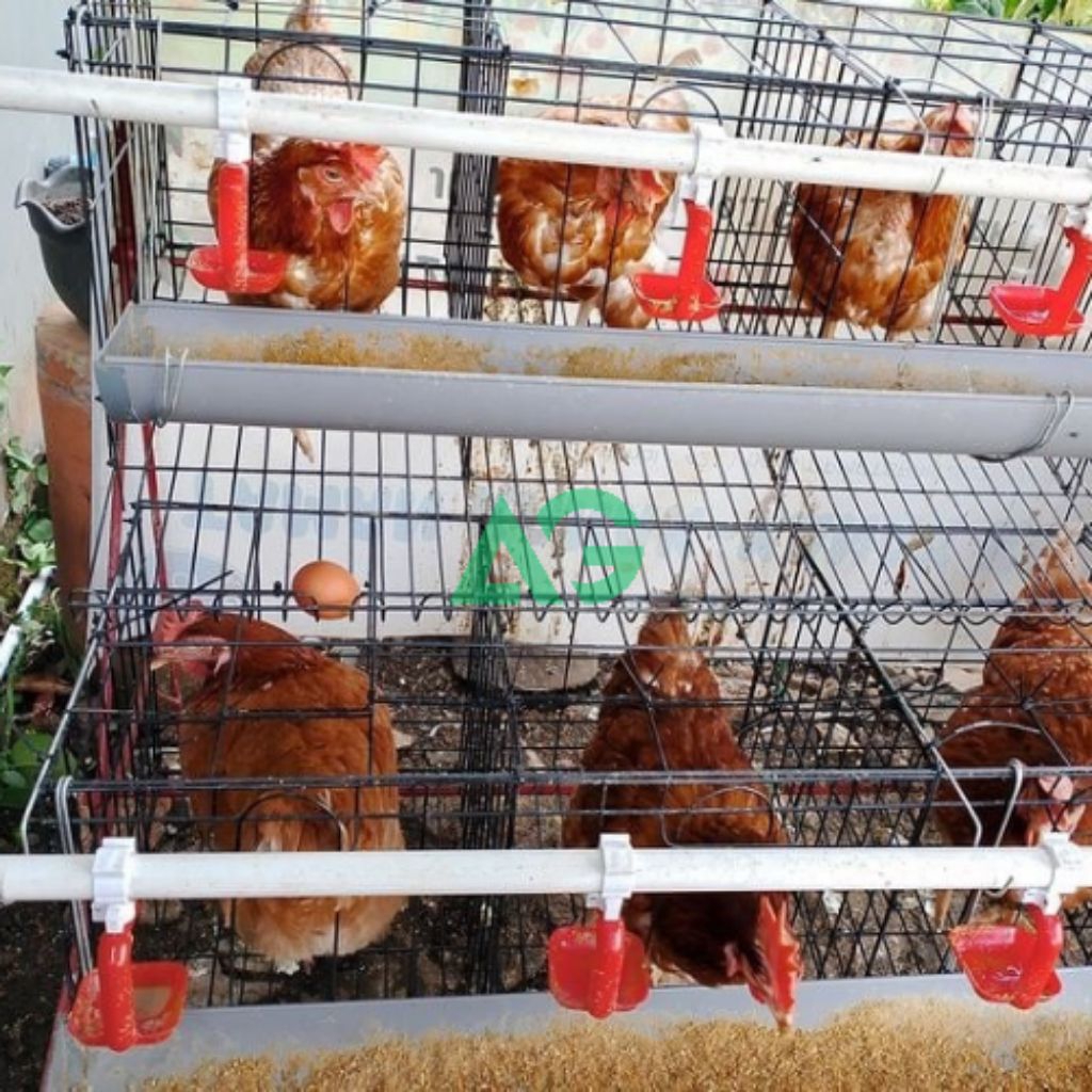 Jual Paket Ayam Petelur 300 Ekor + 1 Set Kandang Batrei Skala Rumahan ...