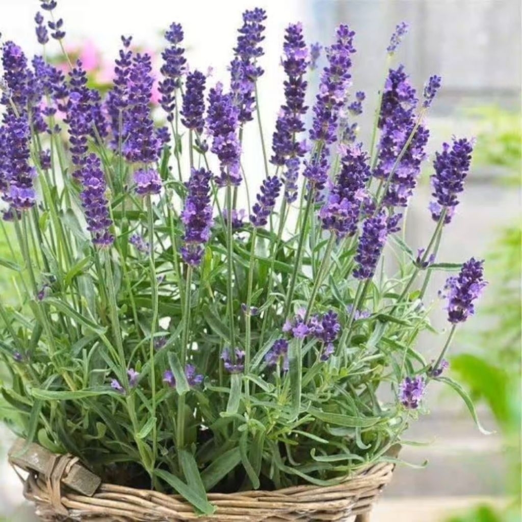 Jual 20 Biji Benih Bunga Lavender Mecy COD Bayar Di Tempat | Shopee ...