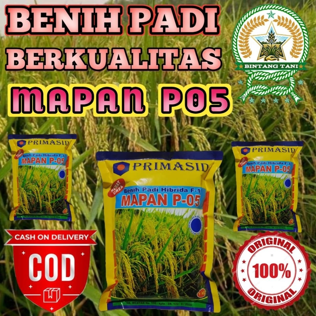 Jual BENIH BIBIT PADI UNGGUL MAPAN P05 SUPER ORIGINAL KEMASAN 1KG ...