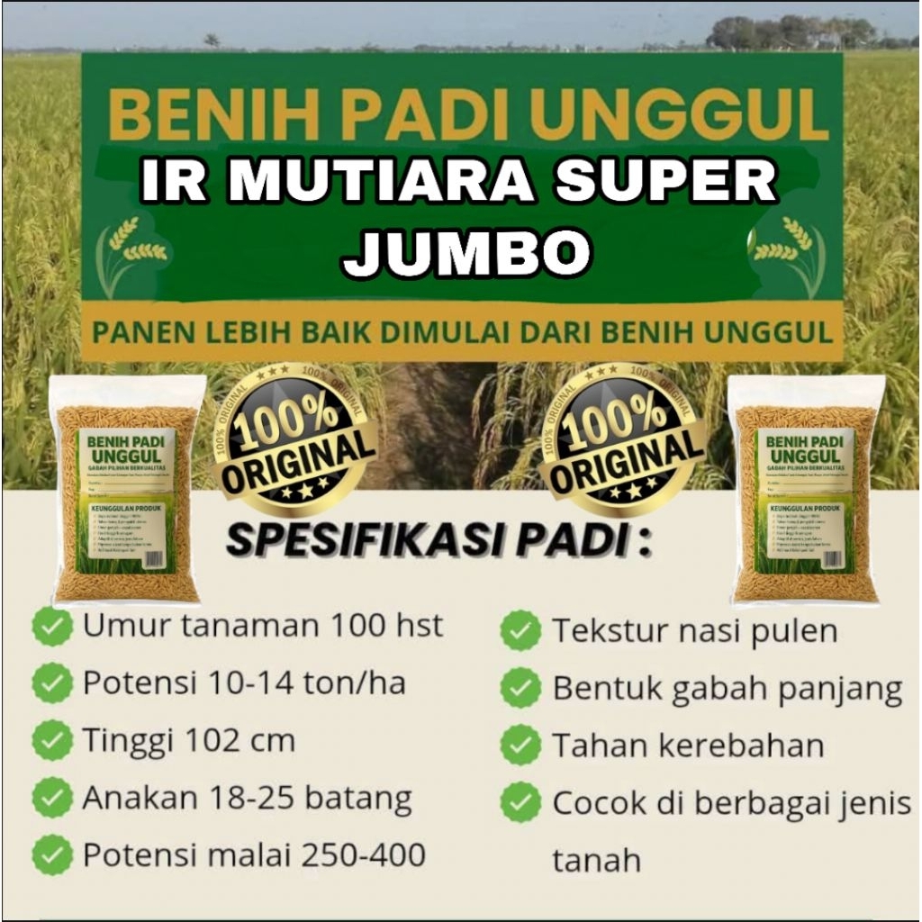 Jual TURUN HARGA 5KG BENIH PADI IR MUTIARA SUPER JUMBO GABAH ...