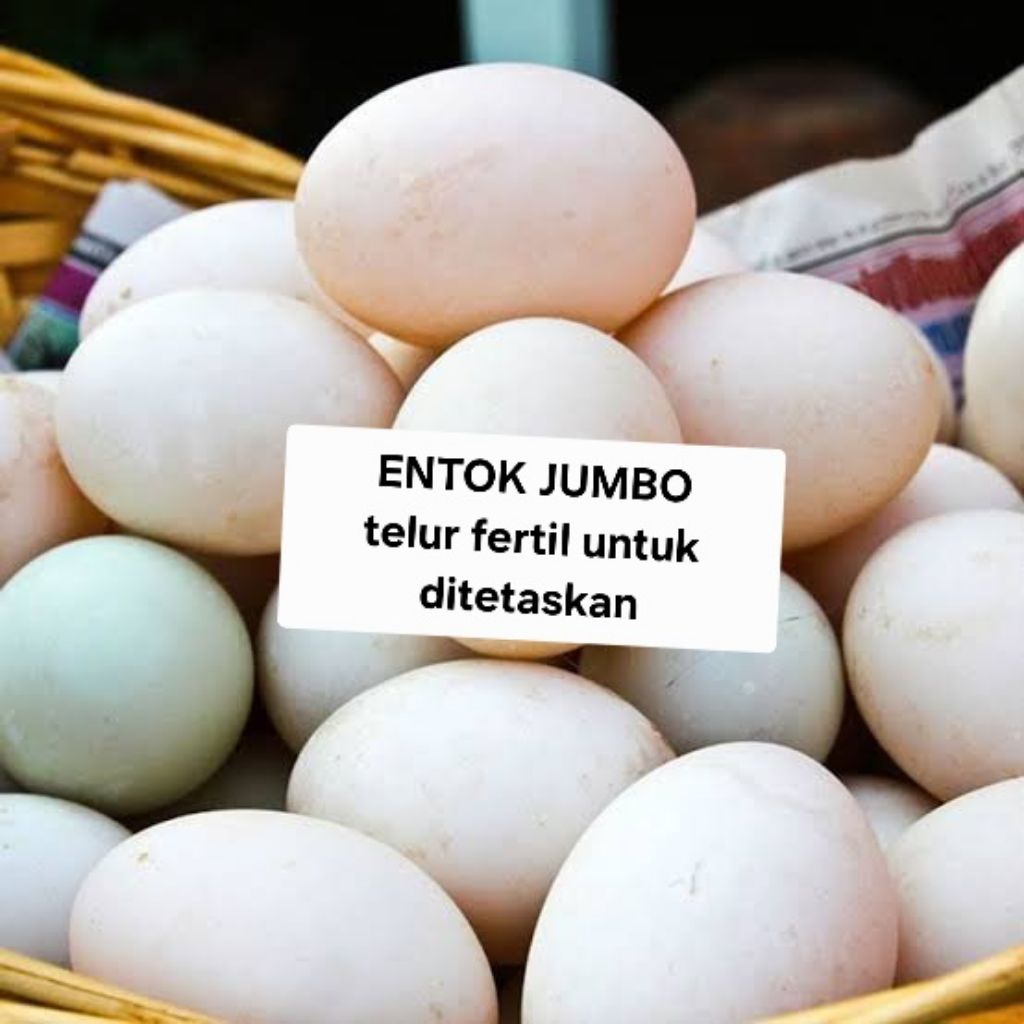 Jual Entok Jumbo Terlengkap & Harga Terbaru Juni 2026 | Shopee Indonesia