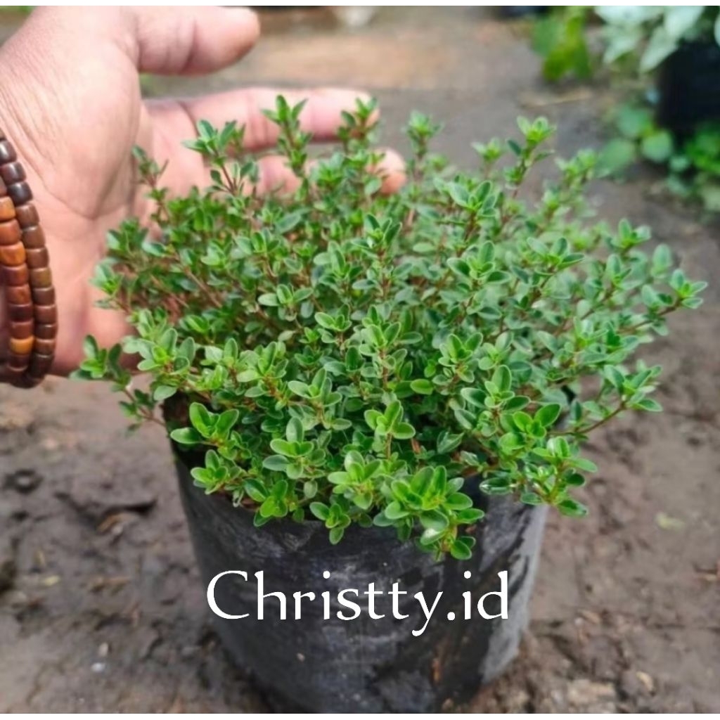 Jual Thyme Tanaman Herbal Alami Penyedap rasa | Shopee Indonesia