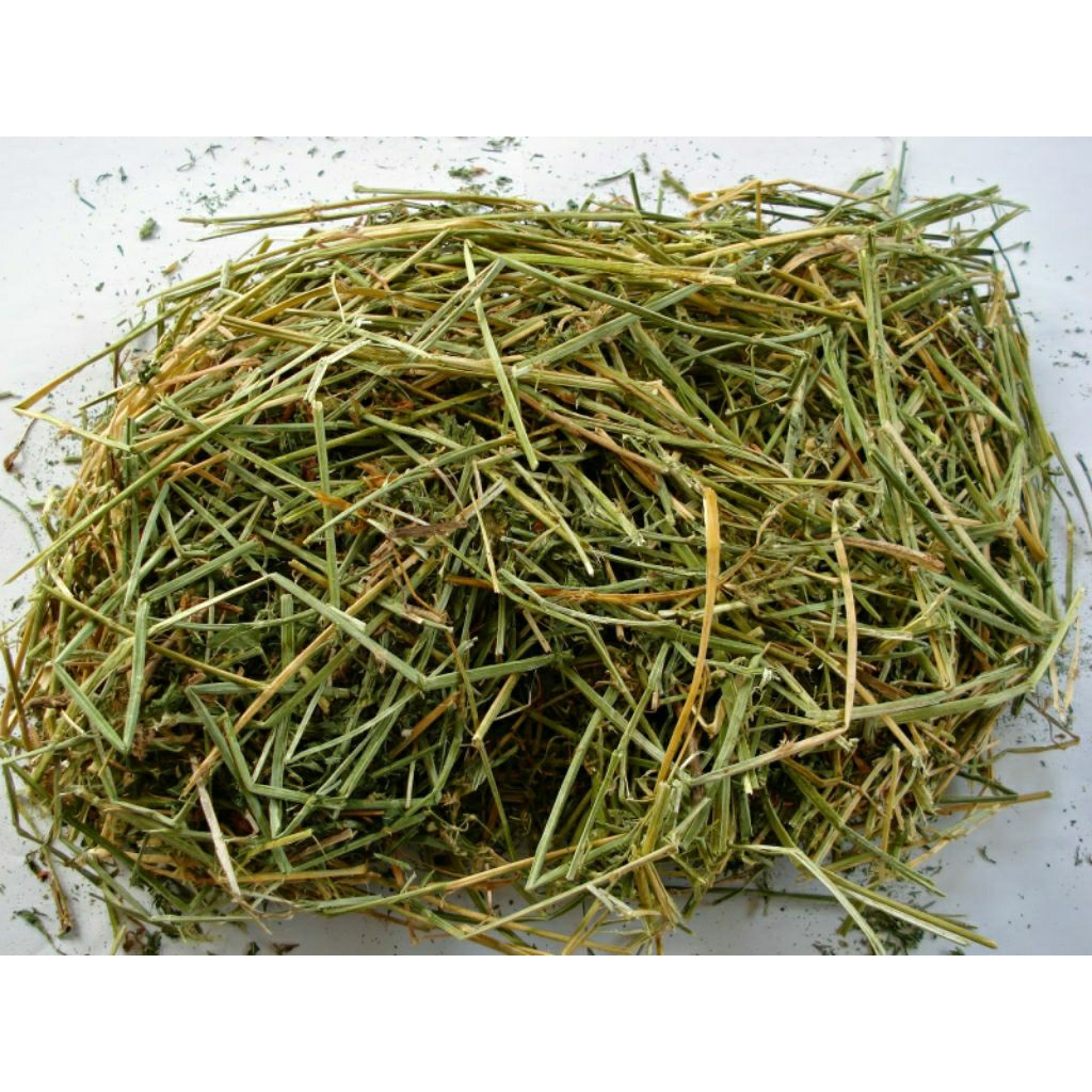 Jual Rumput Pakan Ternak Rumput Odot 500 Gram | Shopee Indonesia