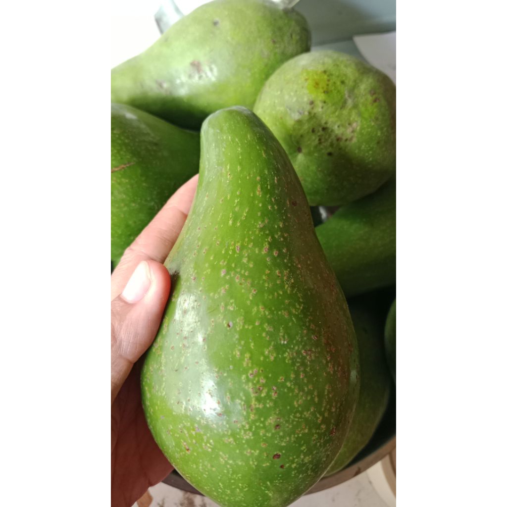 Jual alpukat Lokal dalam kuning | Shopee Indonesia