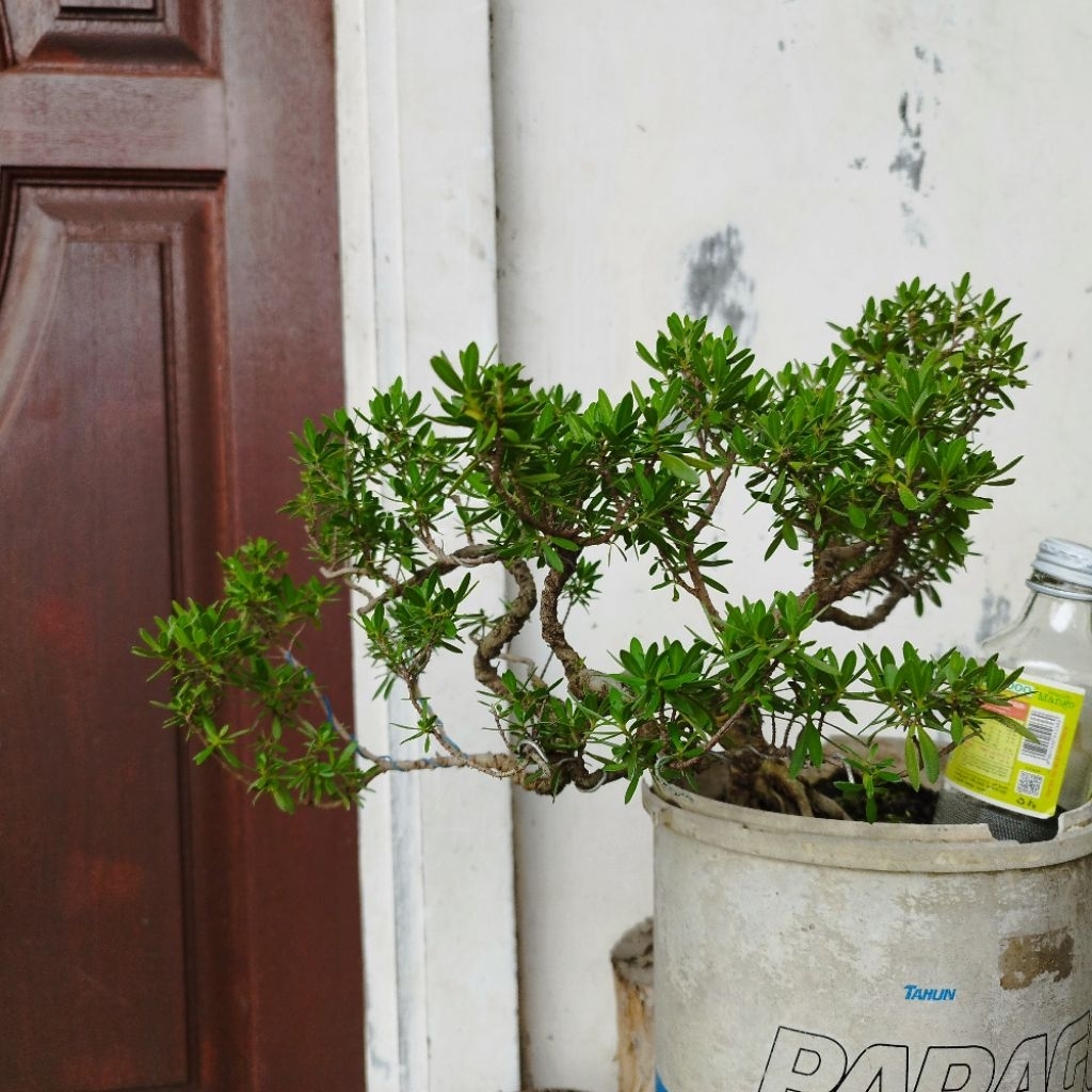 Jual Bonsai Santigi Meliuk | Shopee Indonesia