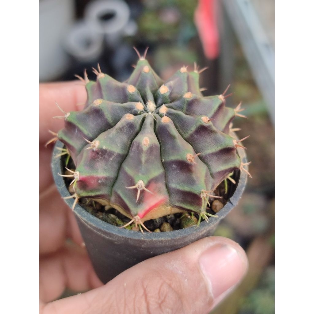Jual miha hybrid varigata seedling | Shopee Indonesia