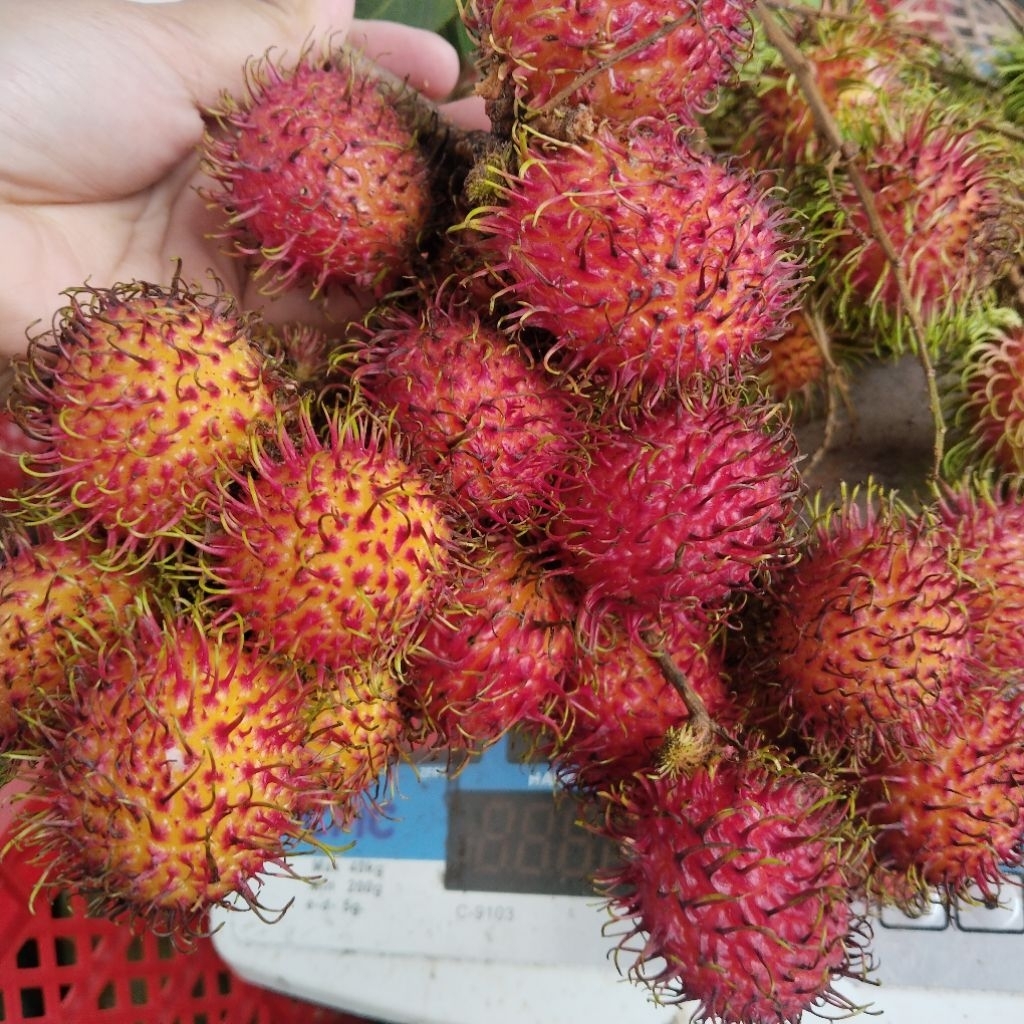 Jual RAMBUTAN BINJAI MANIS 1KG / RAMBUTAN BULUS MANIS 1 KG | Shopee ...