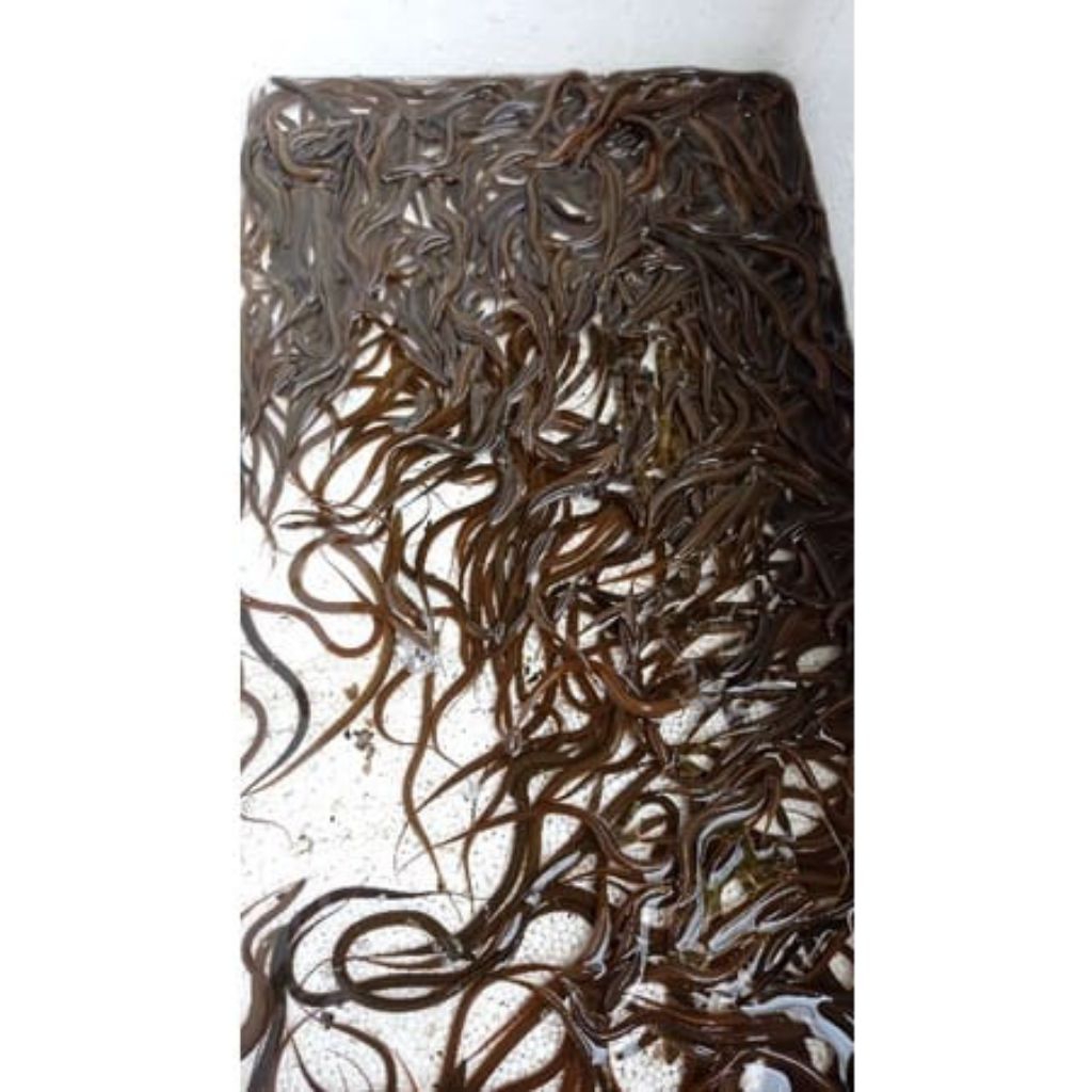 Jual Bibit belut siap tebar paket 50ekor BERGARANSI!!! | Shopee Indonesia