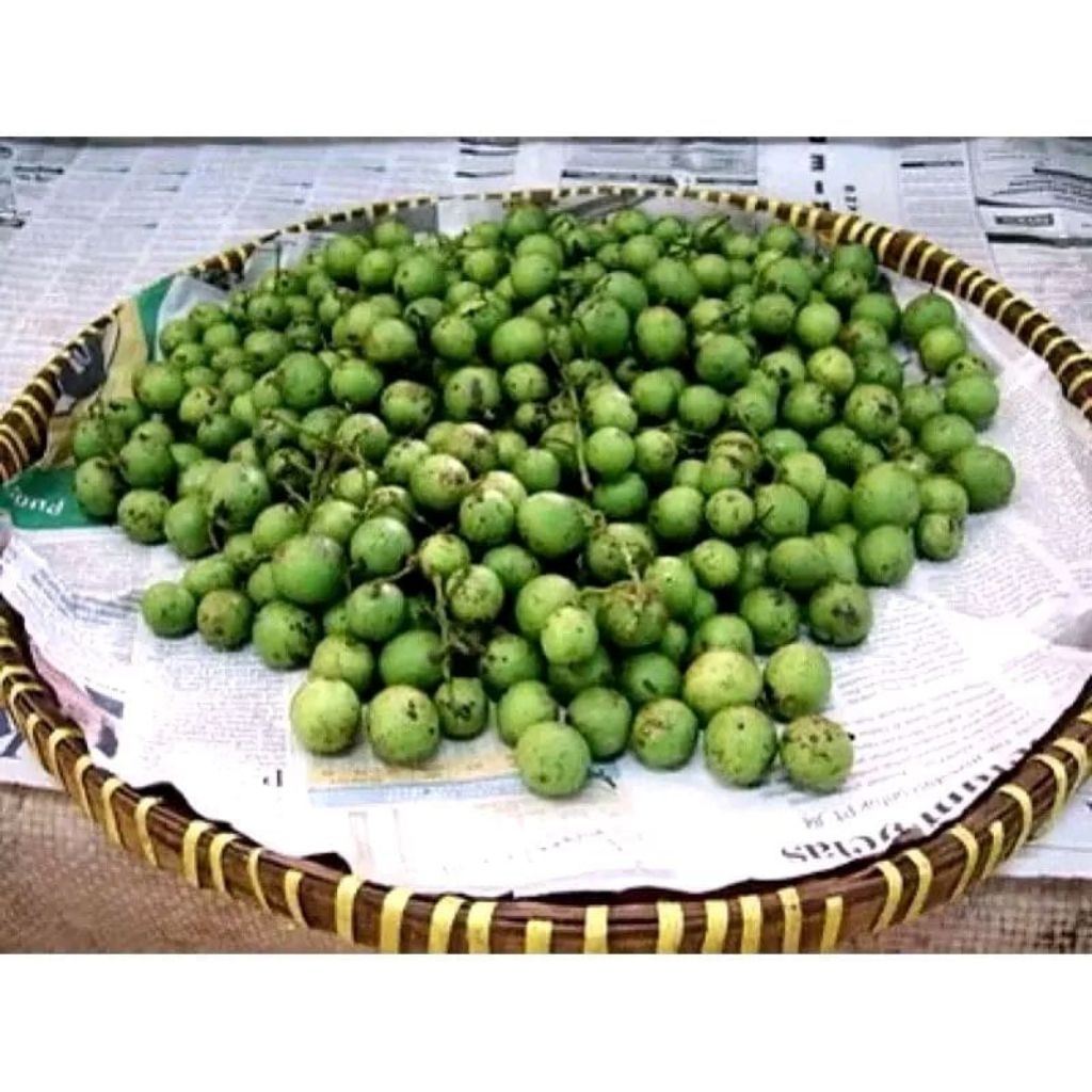 Jual BUAH JATAKE GANDARIA | Shopee Indonesia