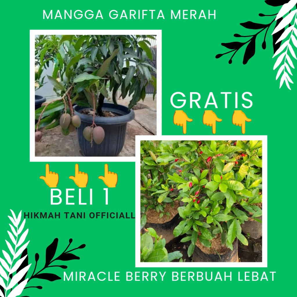 Jual Pohon Mangga Garifta Merah Jumbo Indukan Batang Besar Rimbun ...
