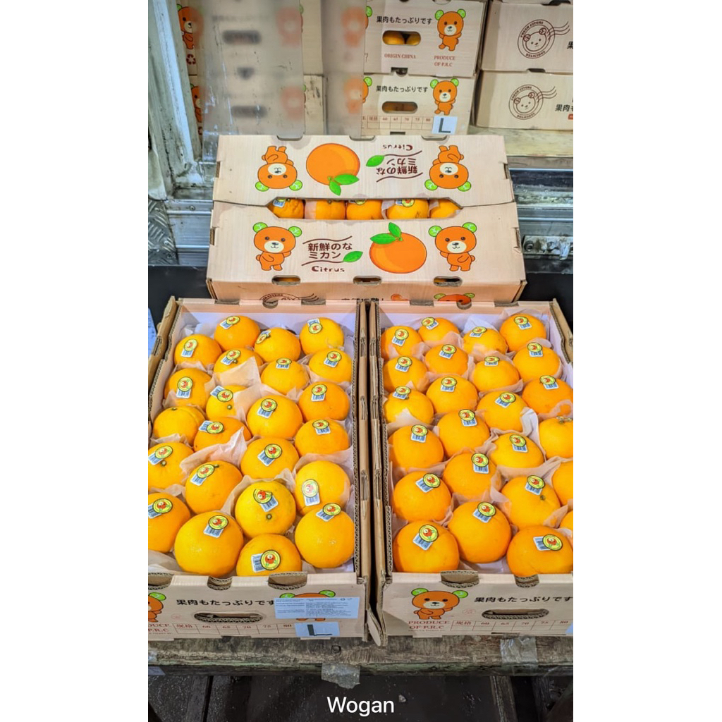 Jual JERUK WOGAN HOLYFRESH/WOGAN CITRUS/BINGO/KANTONG 9 KG 1 DUS MURAH ...