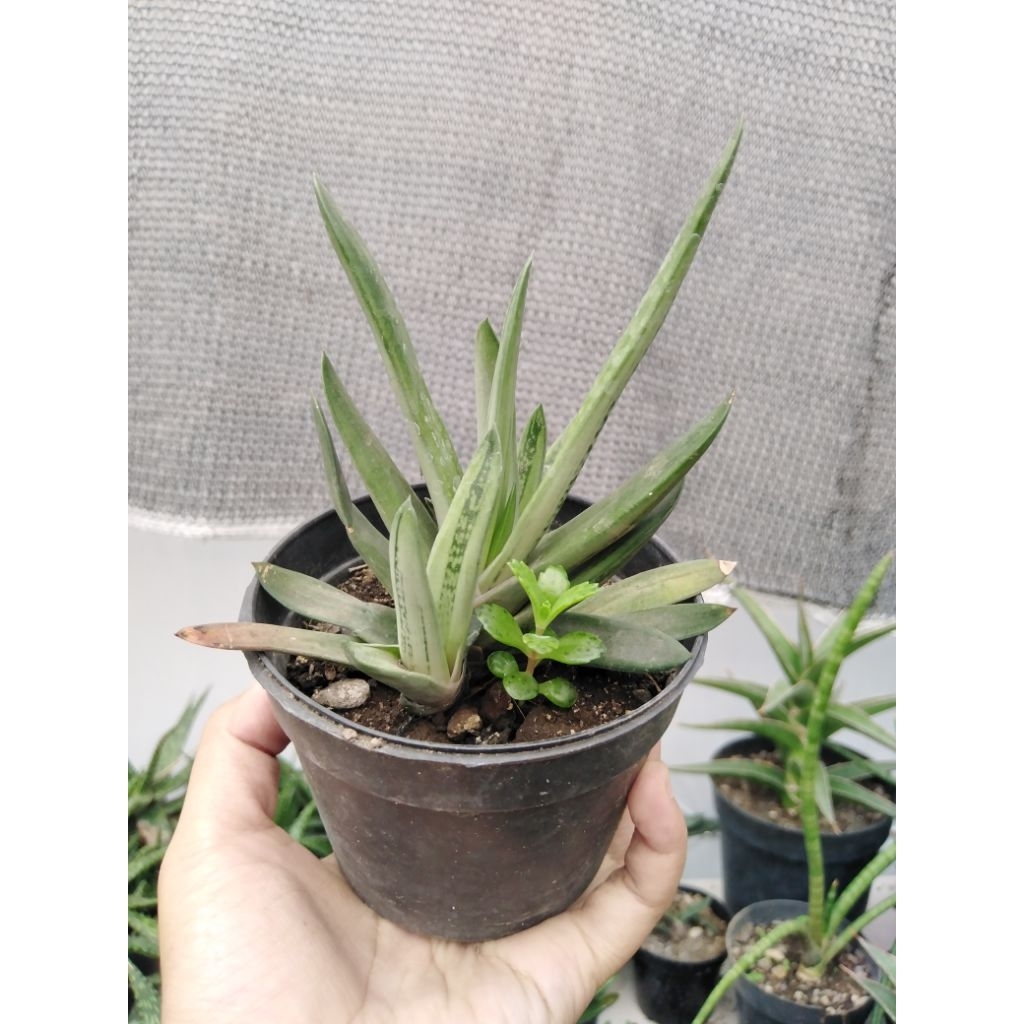Jual gasteria mini cluster pot 10 | Shopee Indonesia