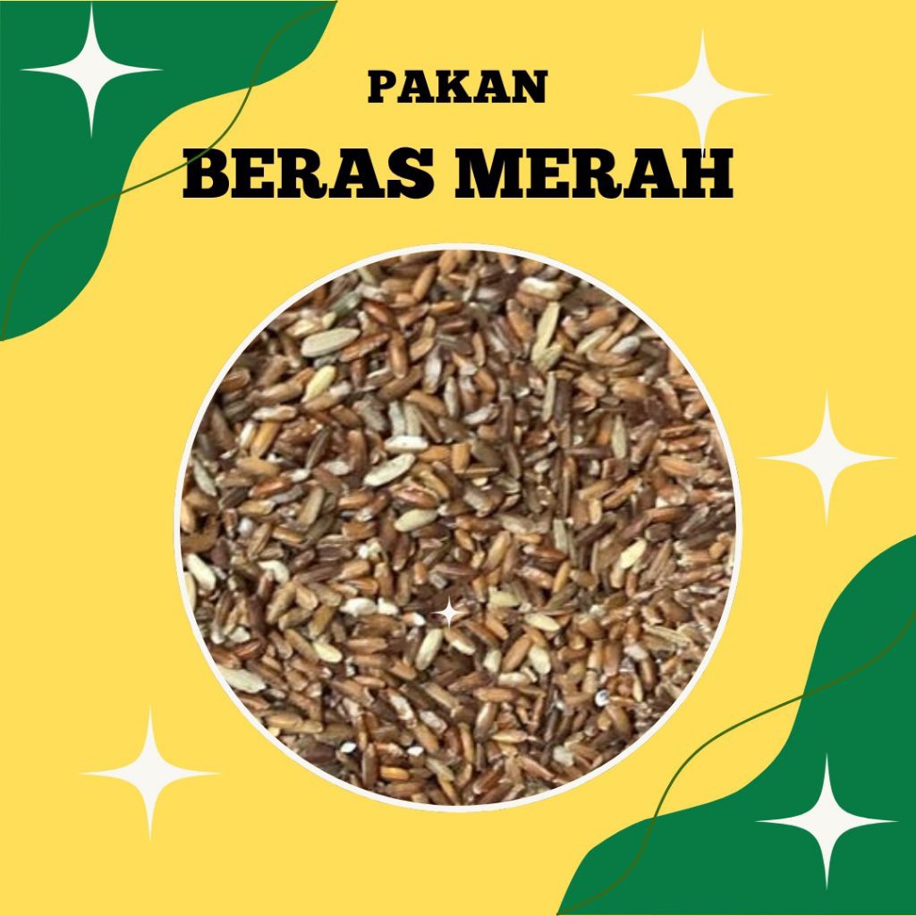 Jual Beras Merah Pakan Ayam, Merpati dan Hewan Lainnya | Shopee Indonesia