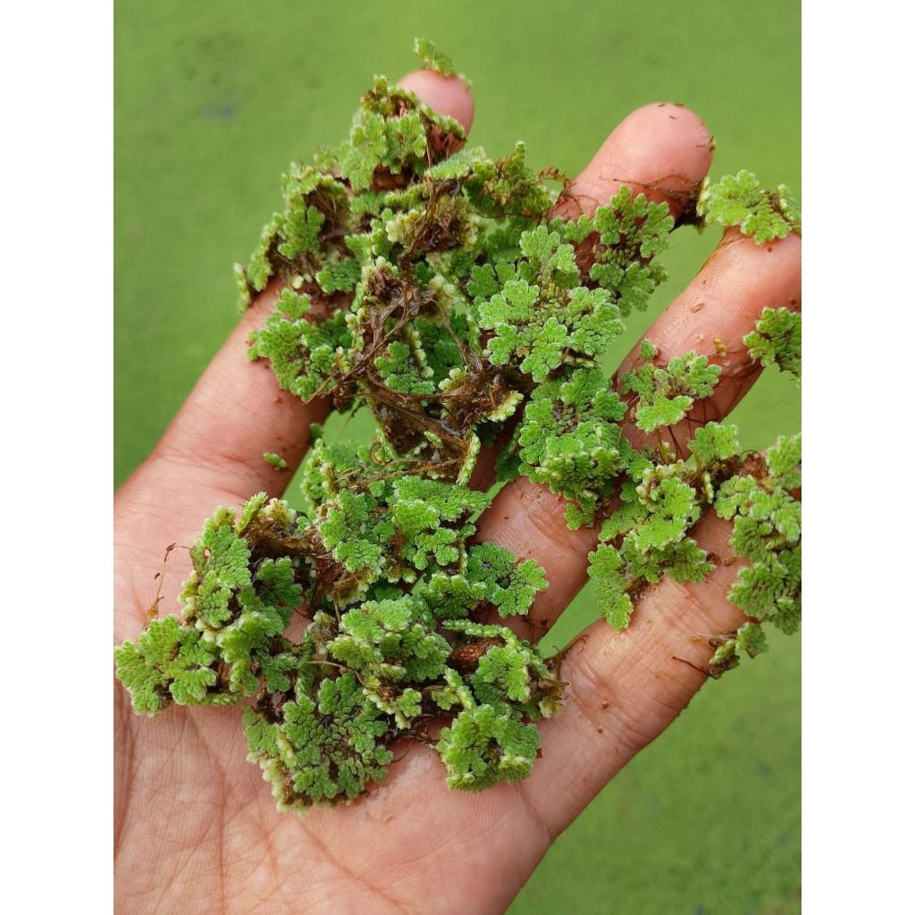 Jual bibit 1KG AZOLLA JUMBO jenis MICROPHYLA | Shopee Indonesia