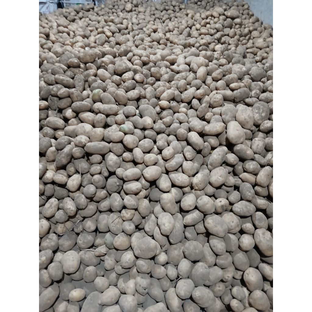 Jual Kentang Dieng segar 1kg | Shopee Indonesia