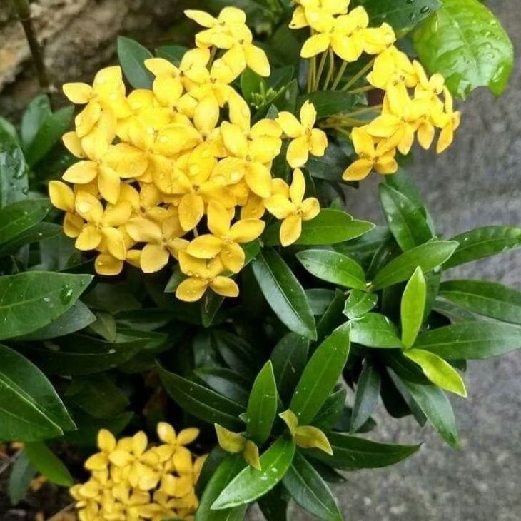 Jual Asoka Kuning Tanaman Hias Asoka Kuning Rimbun Sudah Berbunga Akar ...