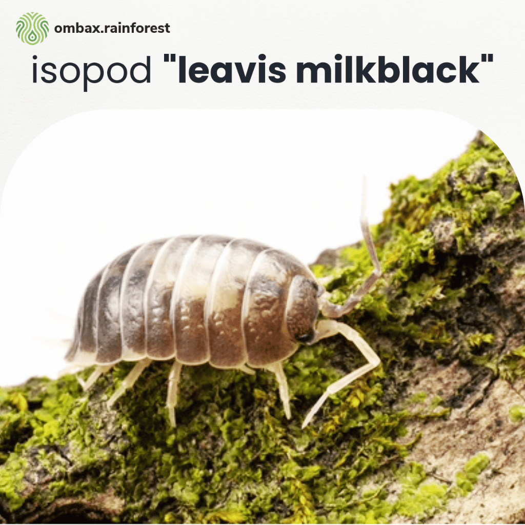 Jual Isopod Porcellio Milk black - isopoda Eksotis untuk Vivarium ...