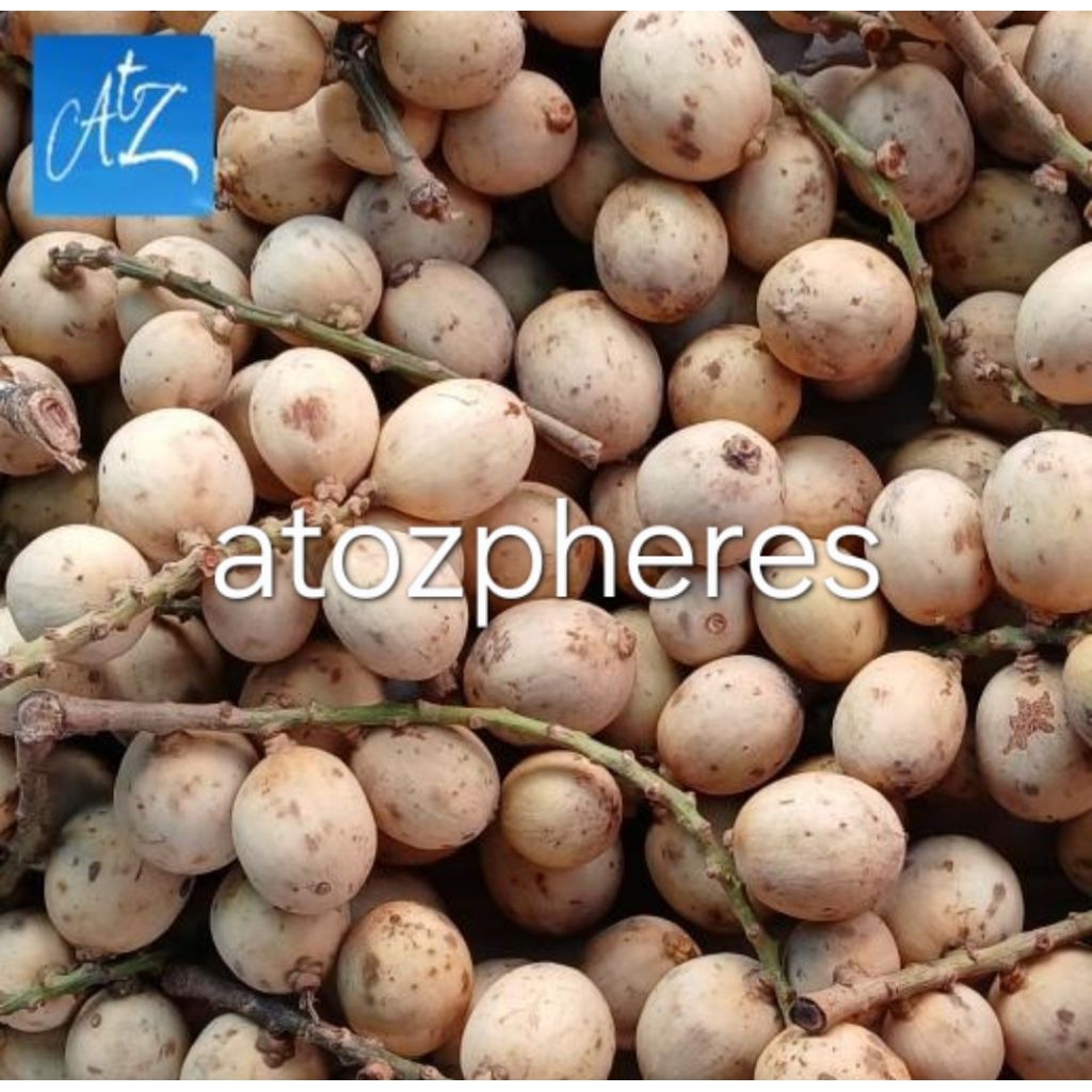 Jual Buah duku / langsat langsep kokosan kosan segar pilihan fresh ...