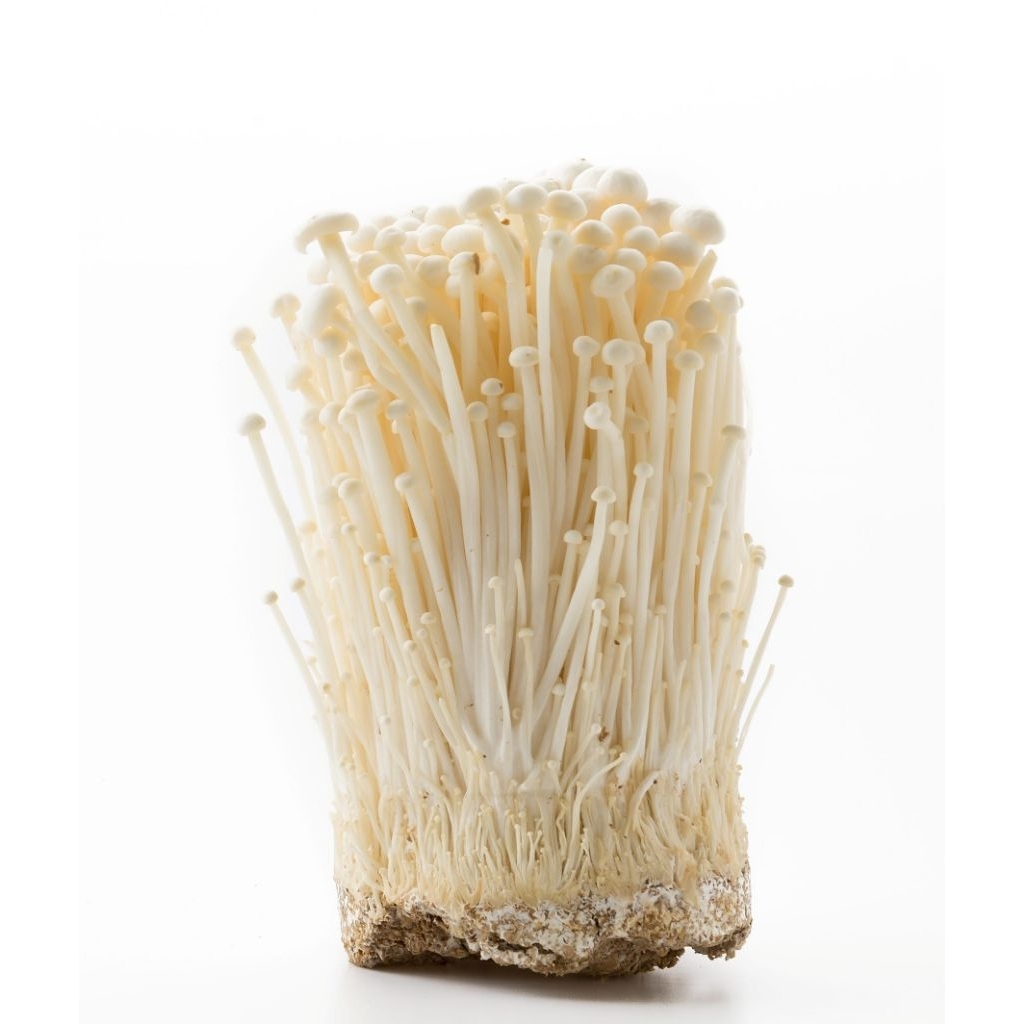 Jual Jamur Enoki / Lettuce (Selada Keriting) | Shopee Indonesia